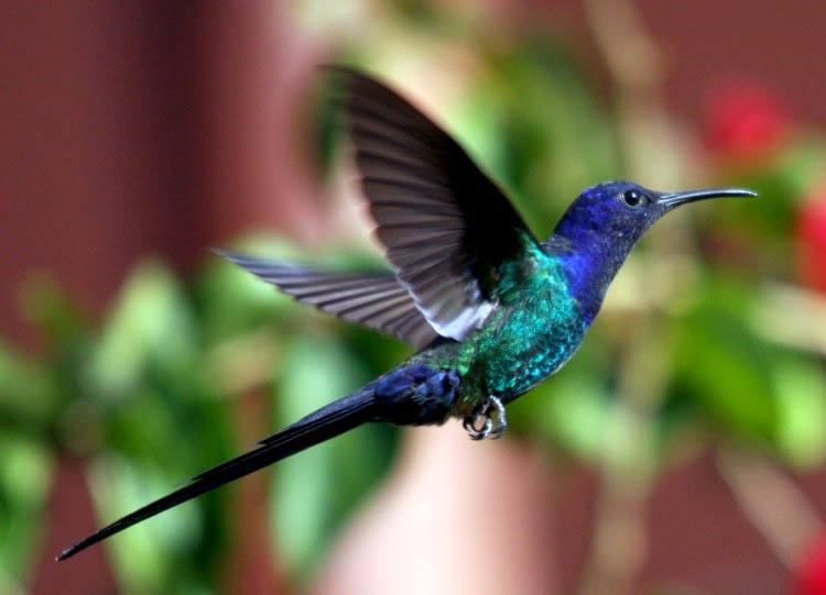 Natureza: Beija Flor