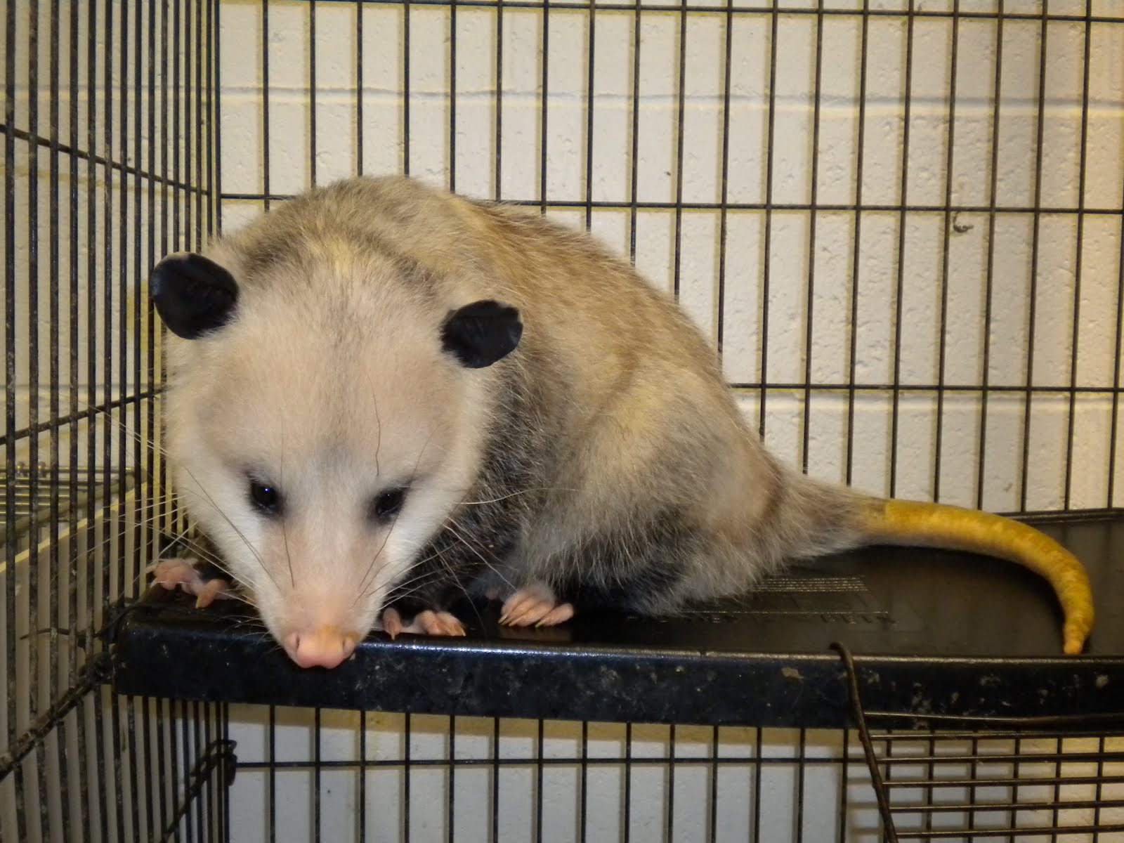 Bay Beach Wildlife Sanctuary: Opossums are cute!