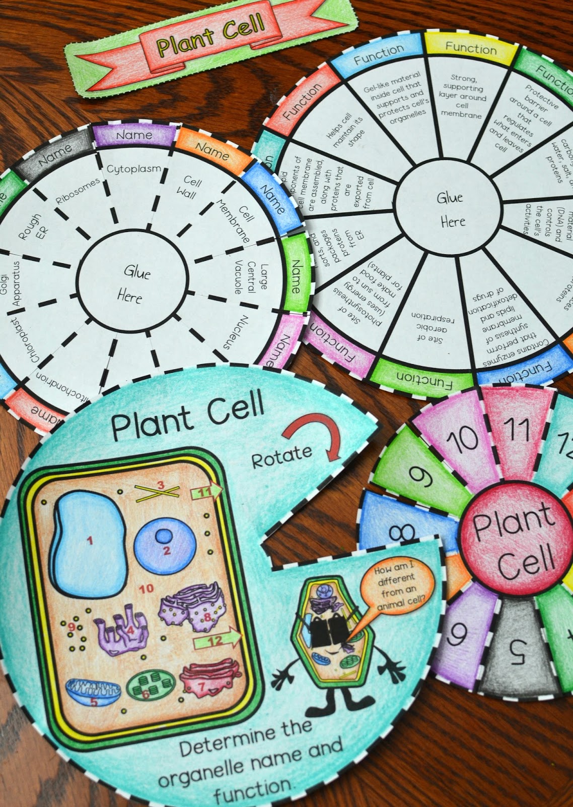 Math in Demand: Plant Cell Foldable