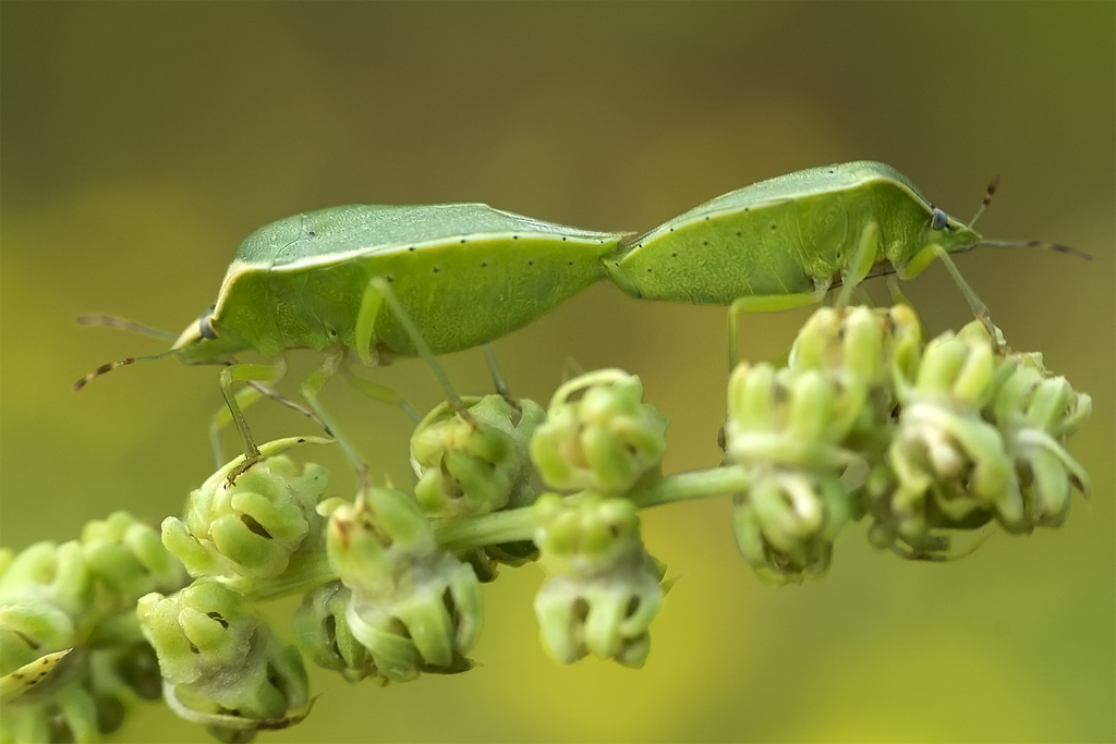 Invertebrados de Huesca: Nezara viridula (Linnaeus, 1758) Chinche verde ...