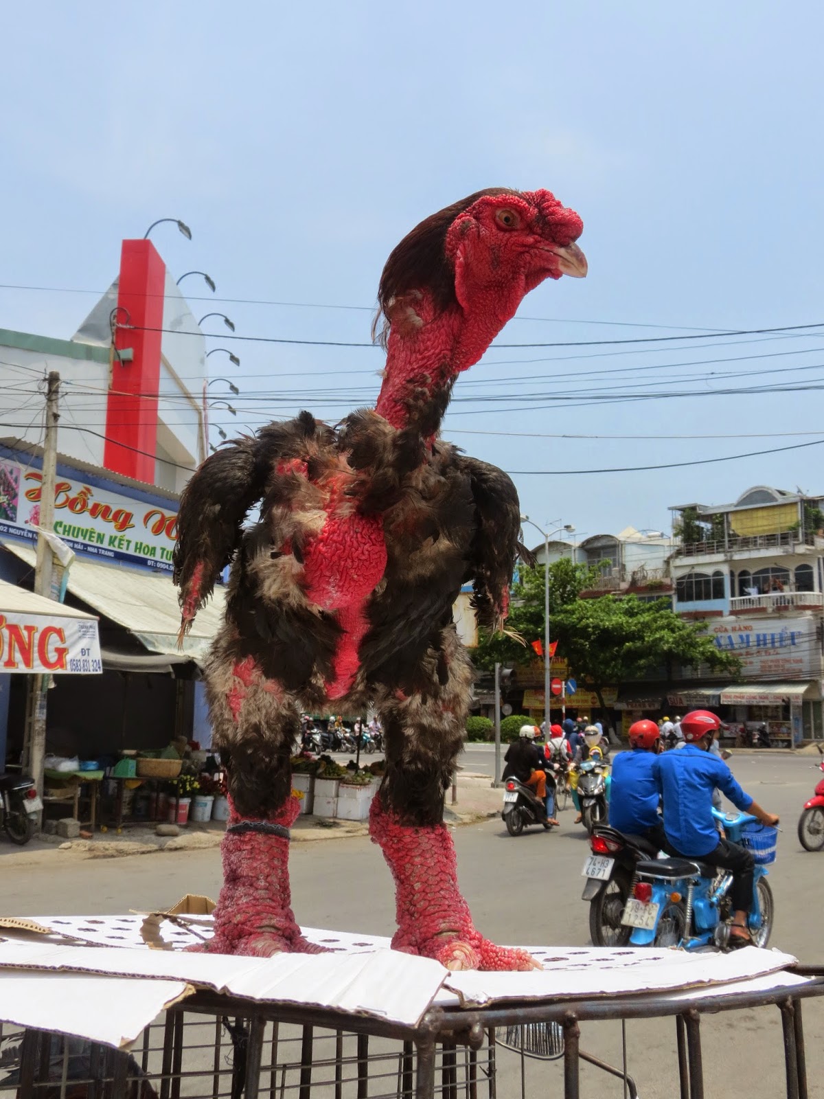 The Charm of a Giant Chicken Dong Tao - all about photo