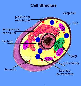 Science Doing: Mitochondrion Cell Organelle: A Symbiotic Cyanobacteria