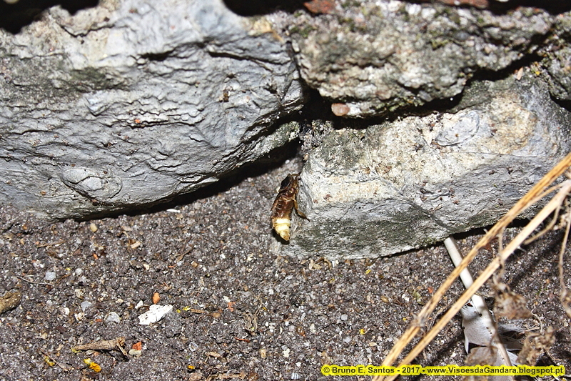 Visões da Gândara: Insecto Bioluminescente no Quintal - II: