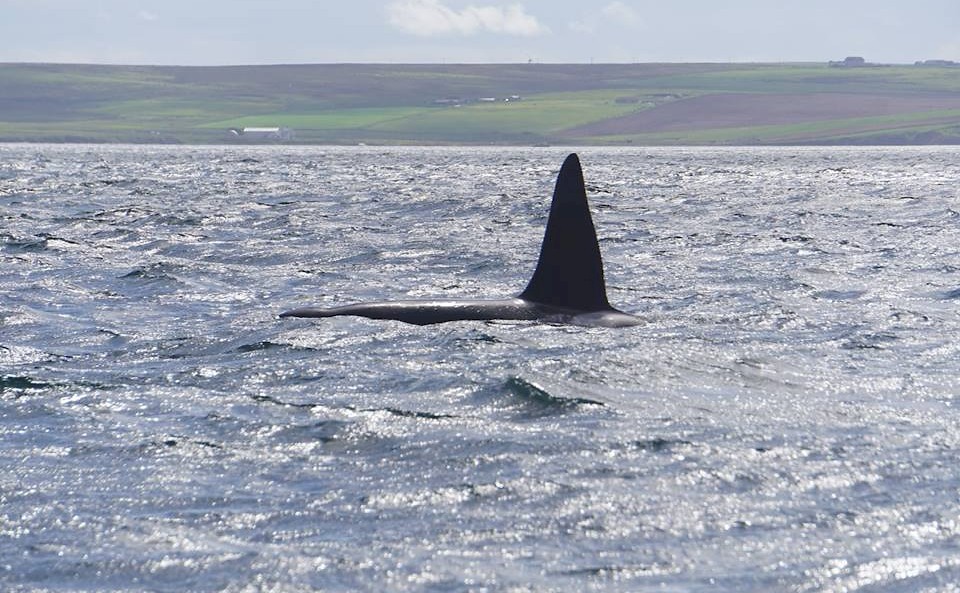 Scottish Islands Explorer: Orca in Orkney