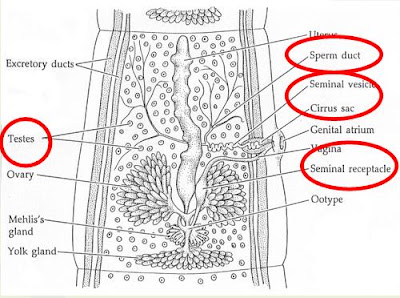 Platyhelminthes: Class Cestoda