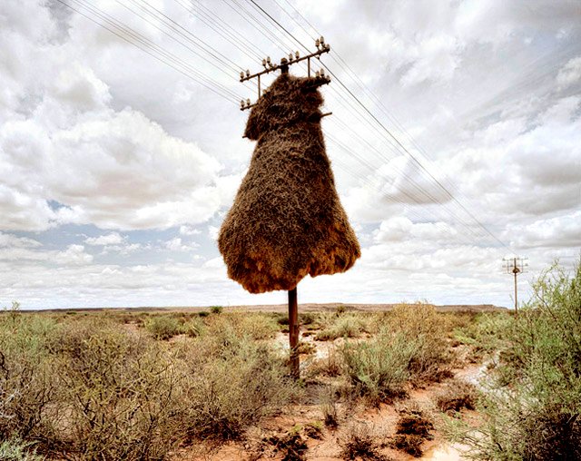 The Flying Tortoise: The Sociable Weaver Birds Take Over The Telegraph ...
