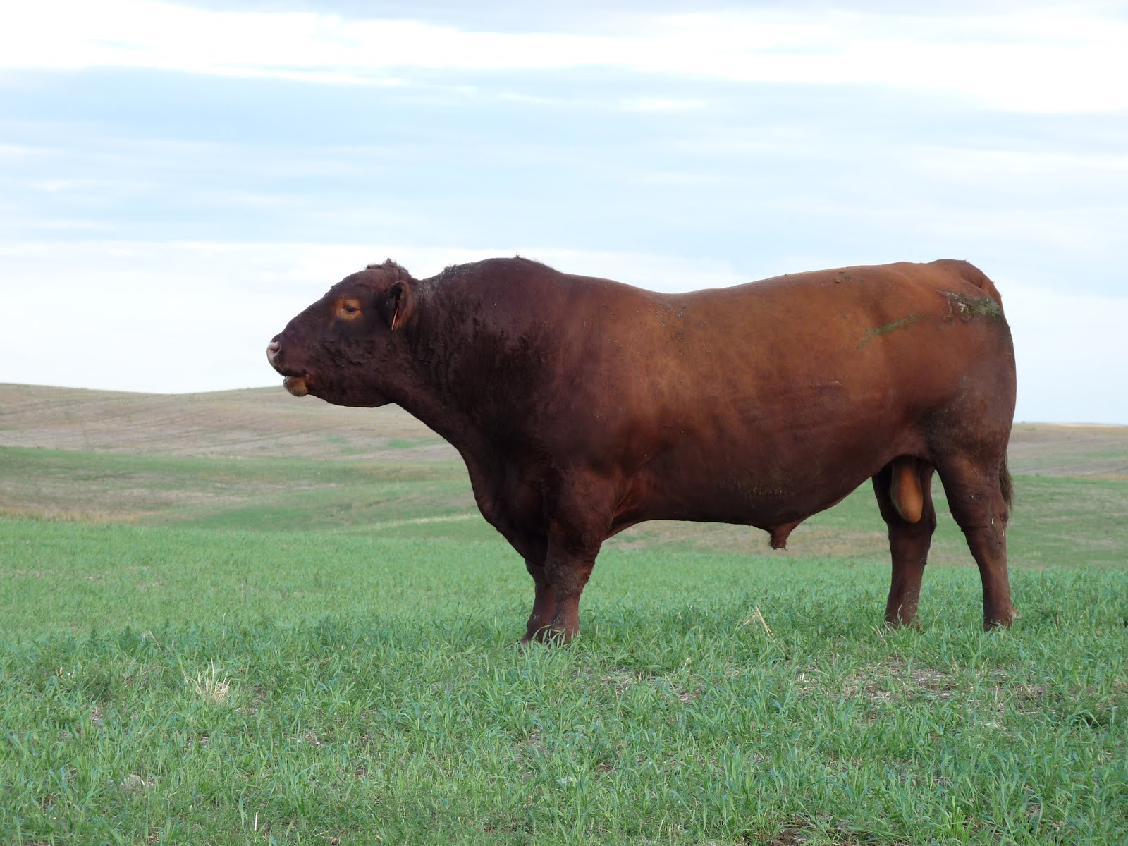 Count Ridge Red Angus: Photo Gallery