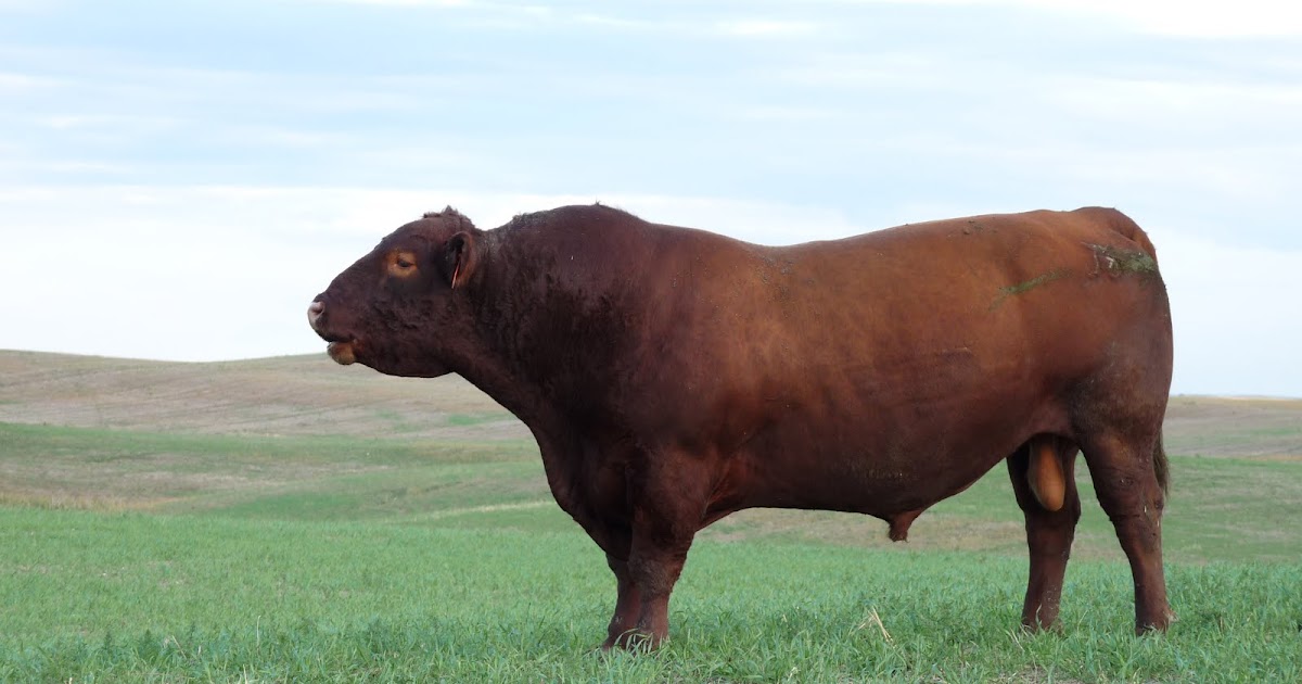 Count Ridge Red Angus: Photo Gallery