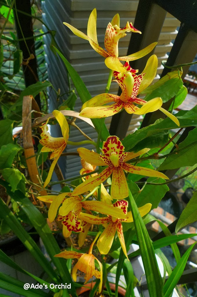Ade's Orchid: Cymbidium Chen's Ruby