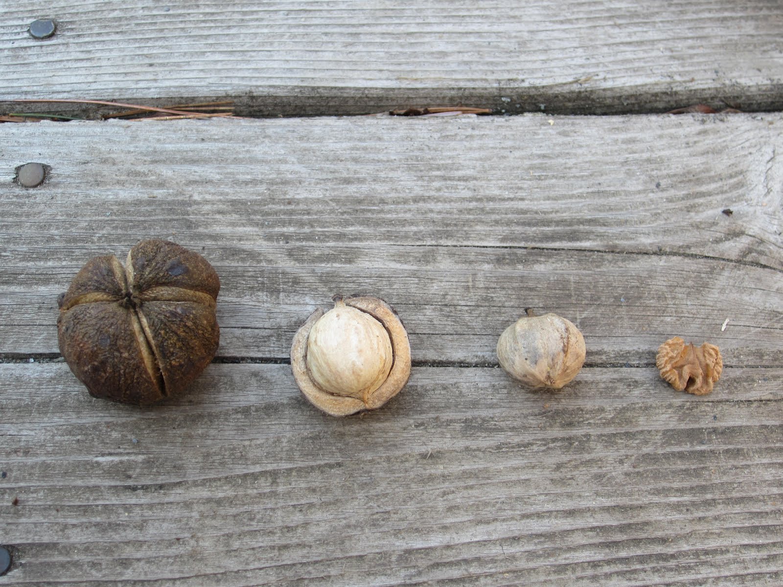 The Foraging Family: Nuts over wild hickory nuts--wild edible #3