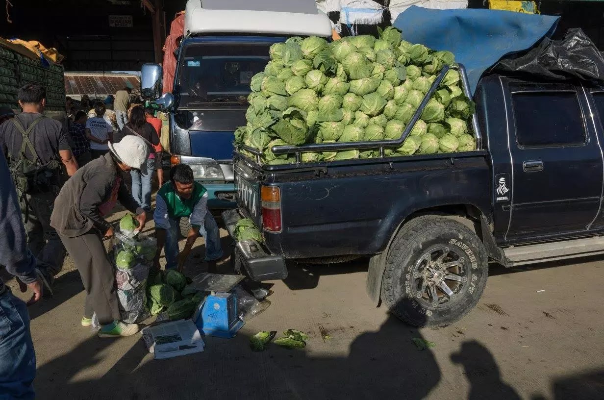 Vegetable Porters La Trinidad Benguet & Baguio City | AvianQuests