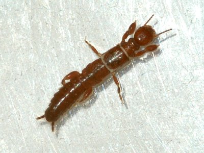 Webspinner - Insects Morphology