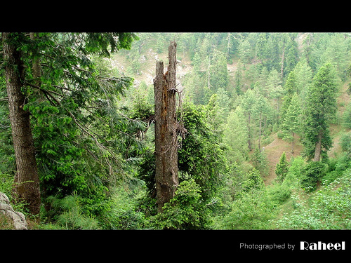 Pakistan Visiting Plases: Galyat Pakistan