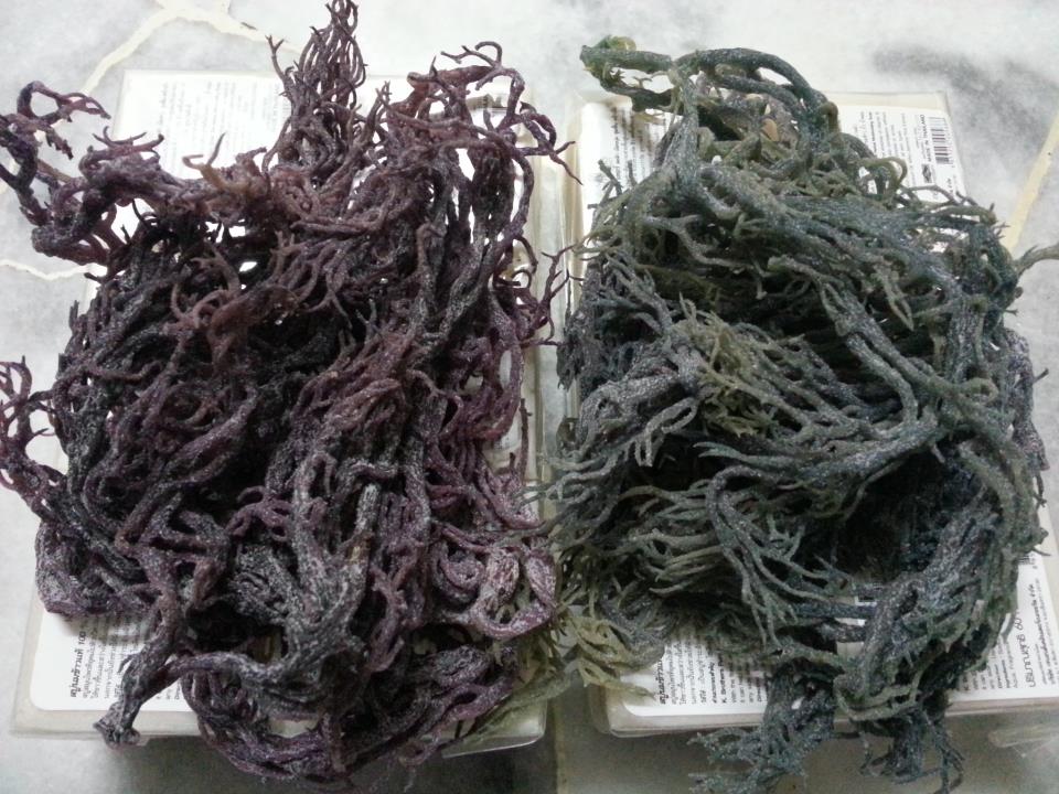 Secret Beauty: RUMPAI LAUT HIJAU...