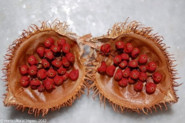 Tree Seeds Exporter: Bixa Orellana Seeds