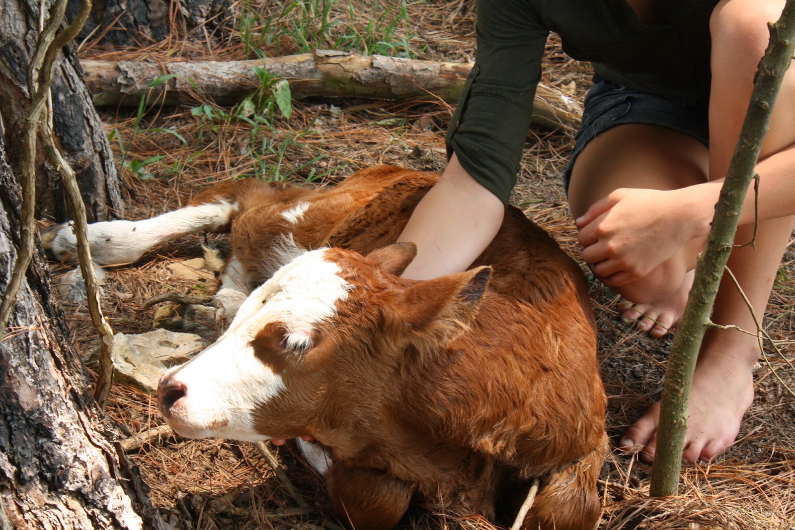 My Barefoot Farm: July 2014