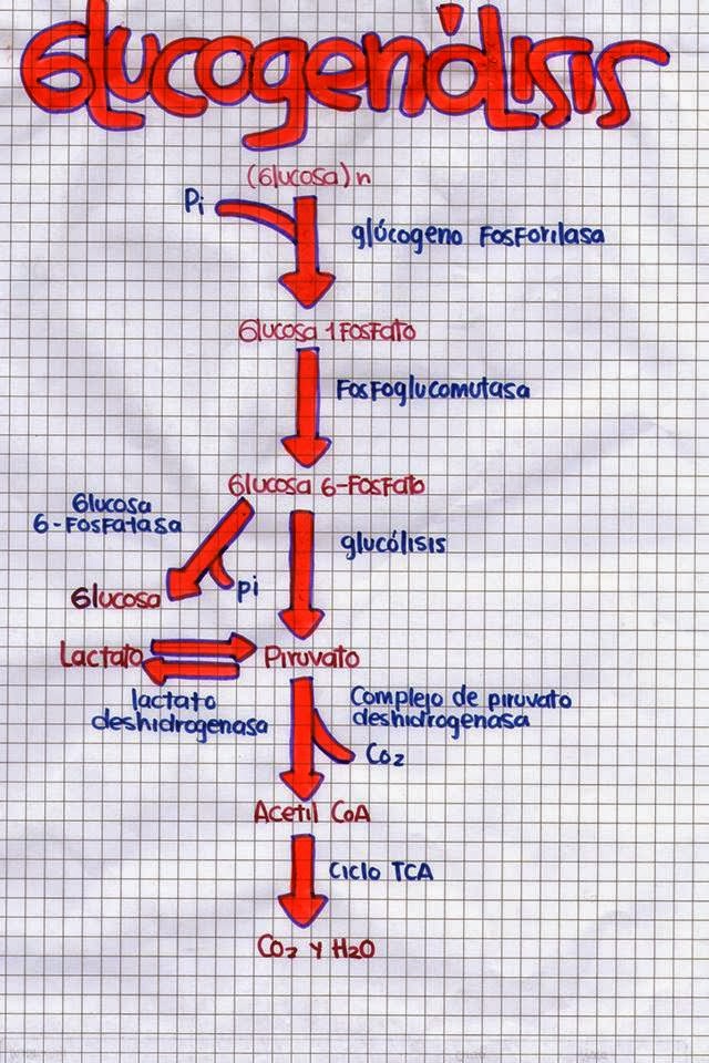 Bioquimica: Rutas Metabolicas ( Glucogenesis-Gluconeogenesis-Glucolisis)