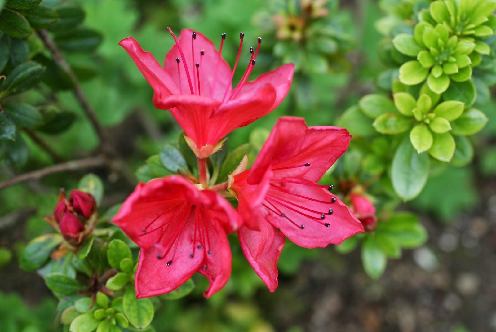 HORTA À PORTA: AZALEA (AZÁLEA, RED AZALEAS)