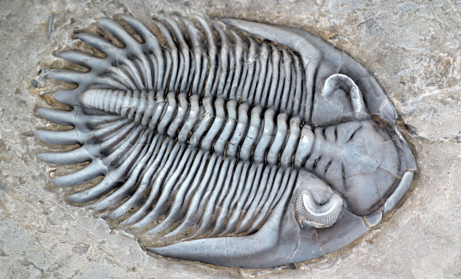 #Clima & Energía: Localizan en un pueblo español el fósil trilobite más ...