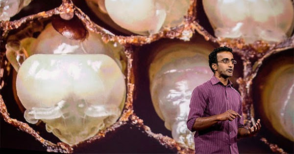 Uma visão emocionante dos primeiros 21 dias da vida de uma abelha