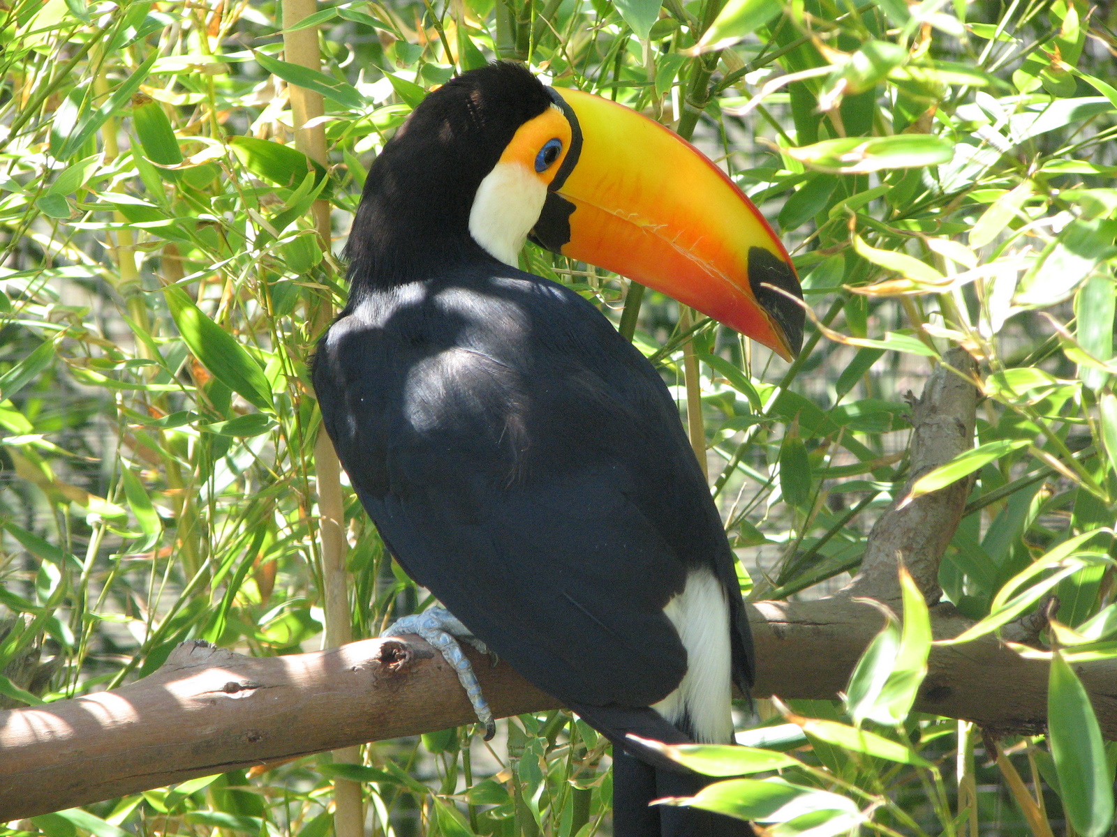 Toucan Beautiful Bird Information And New Pictures 2013 | Beautiful And ...