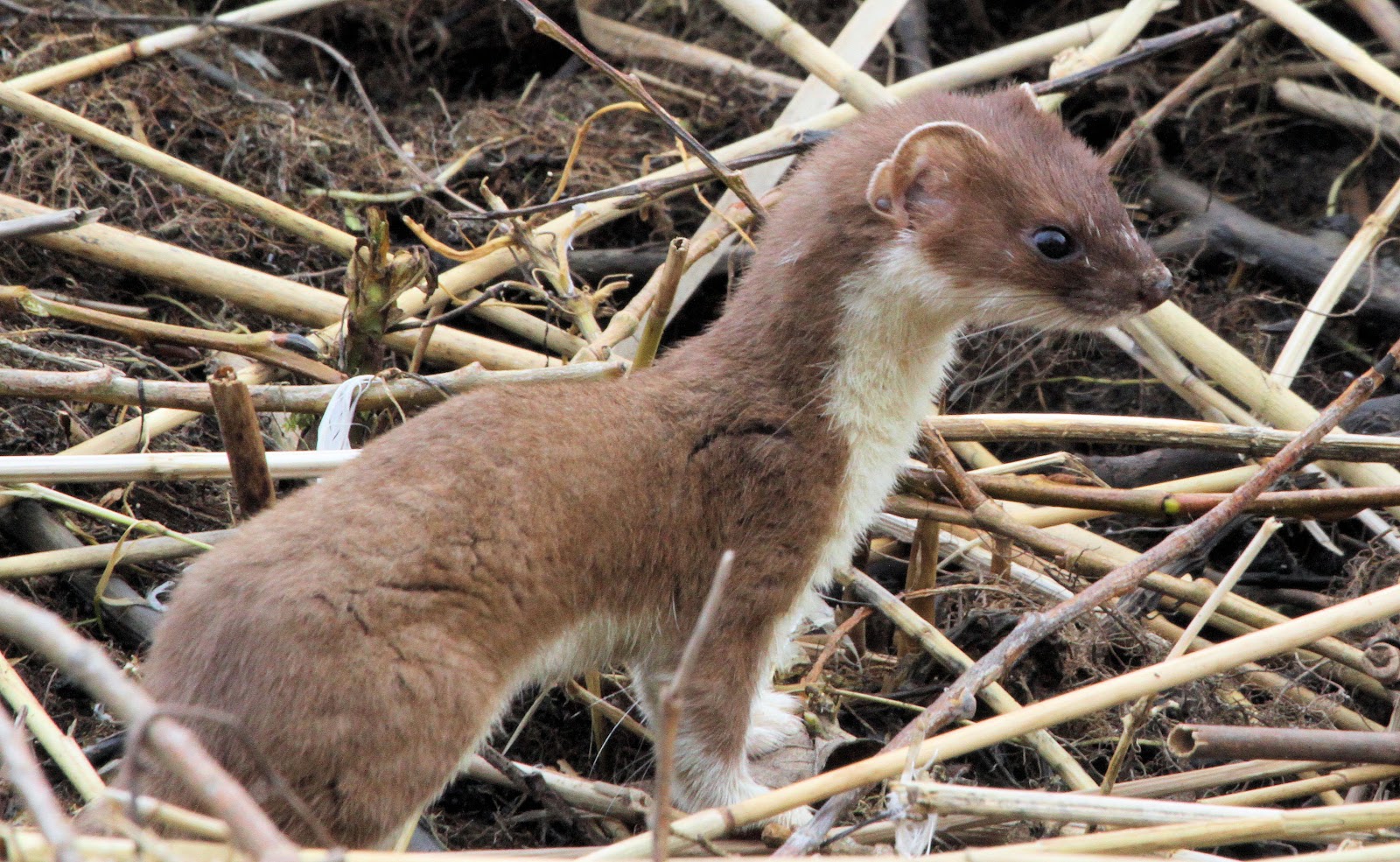 Birding with Flowers: Stoatally Speechless