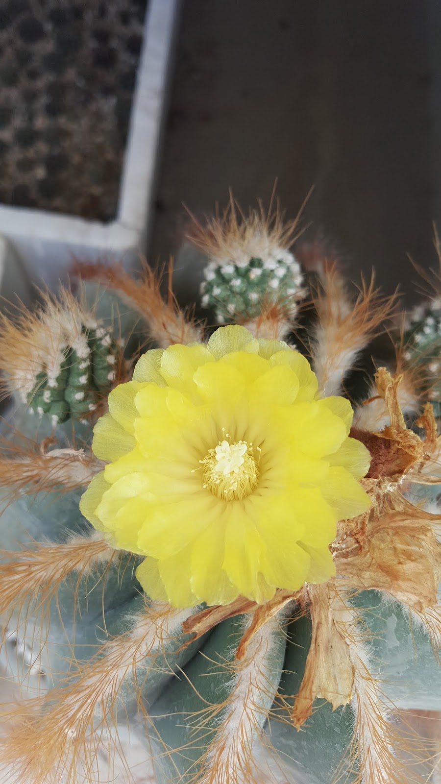 Kings of Cacti - Part 1 | Occasional Diary