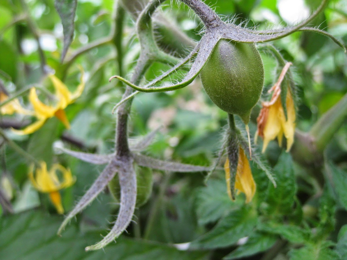 Mostly Tomato Mania: Shadow Boxing, bred by Tom Wagner