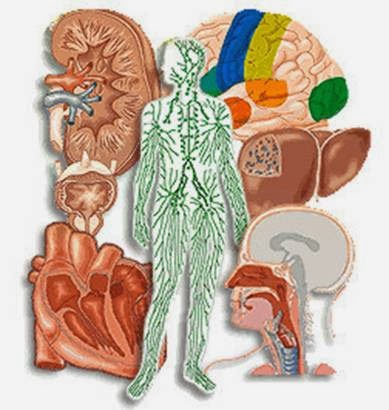 Sistemas y aparatos del cuerpo humano.: Aparato