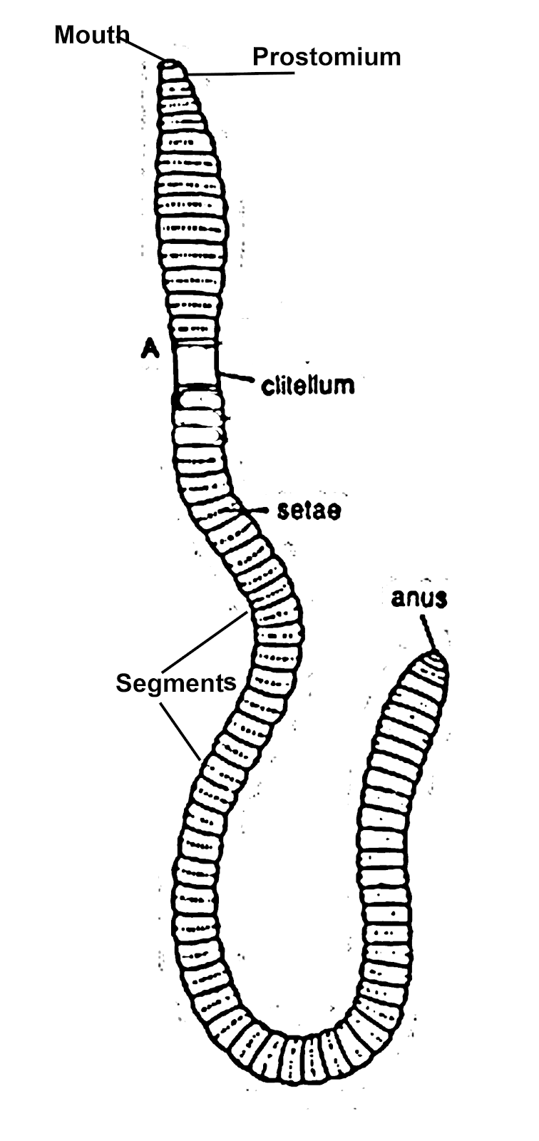 Animal Diversity- I Paper - I B. Sc.- I Zoology : PHYLLUM ANNELIDA - Chart