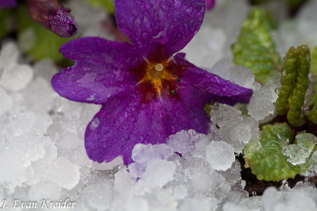 Kreider's Korner Photographs: Flowers are hail, March 21st