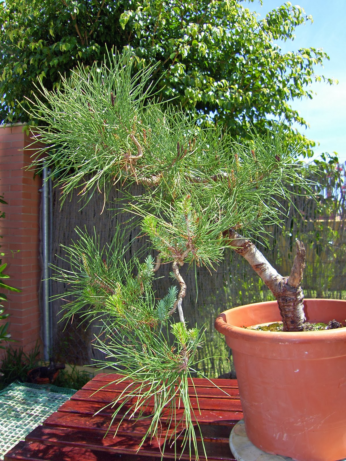 VER CON MIS OJOS. LA MIRADA DE CARTHAGO.: Evolución de un Pino piñonero ...
