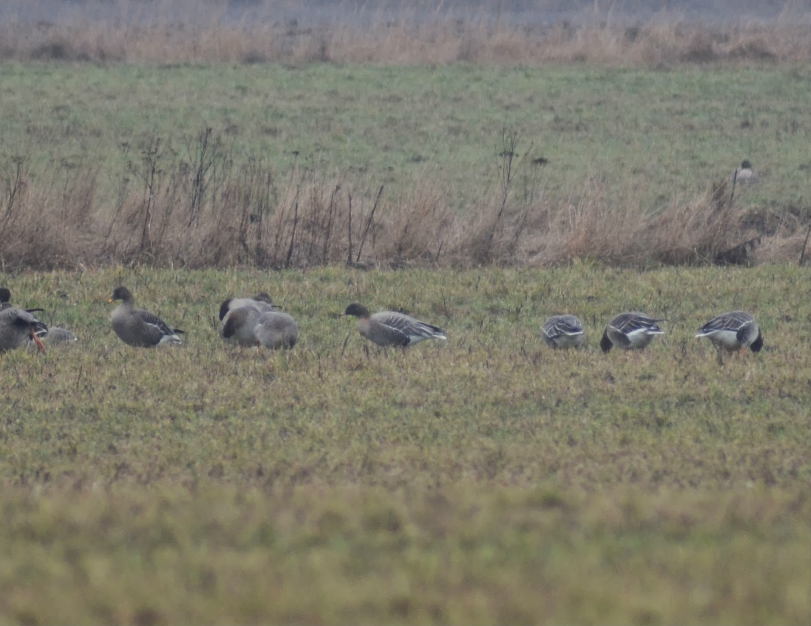 Ola Österströms fågelblogg: Gåstider
