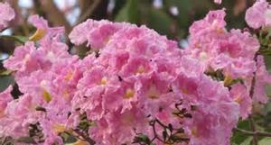 Santa Marta, sus especies vegetales : ROBLE MORADO (tabebuia rosea)