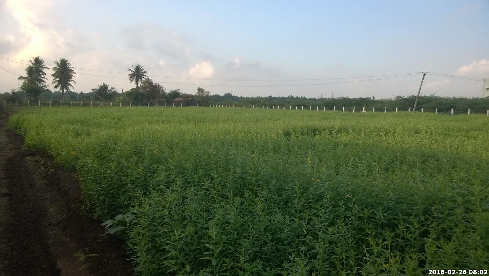 Sun hemp Jan to March 2016 - Poorna Natural Farm