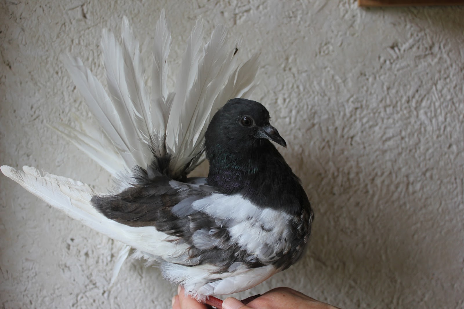 Free-ranging Fantails - organic pigeons, strategies and tips for ...