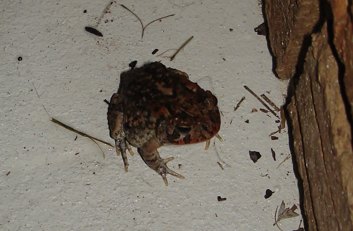 Blue Starr Gallery: Three Toed Tree Toad