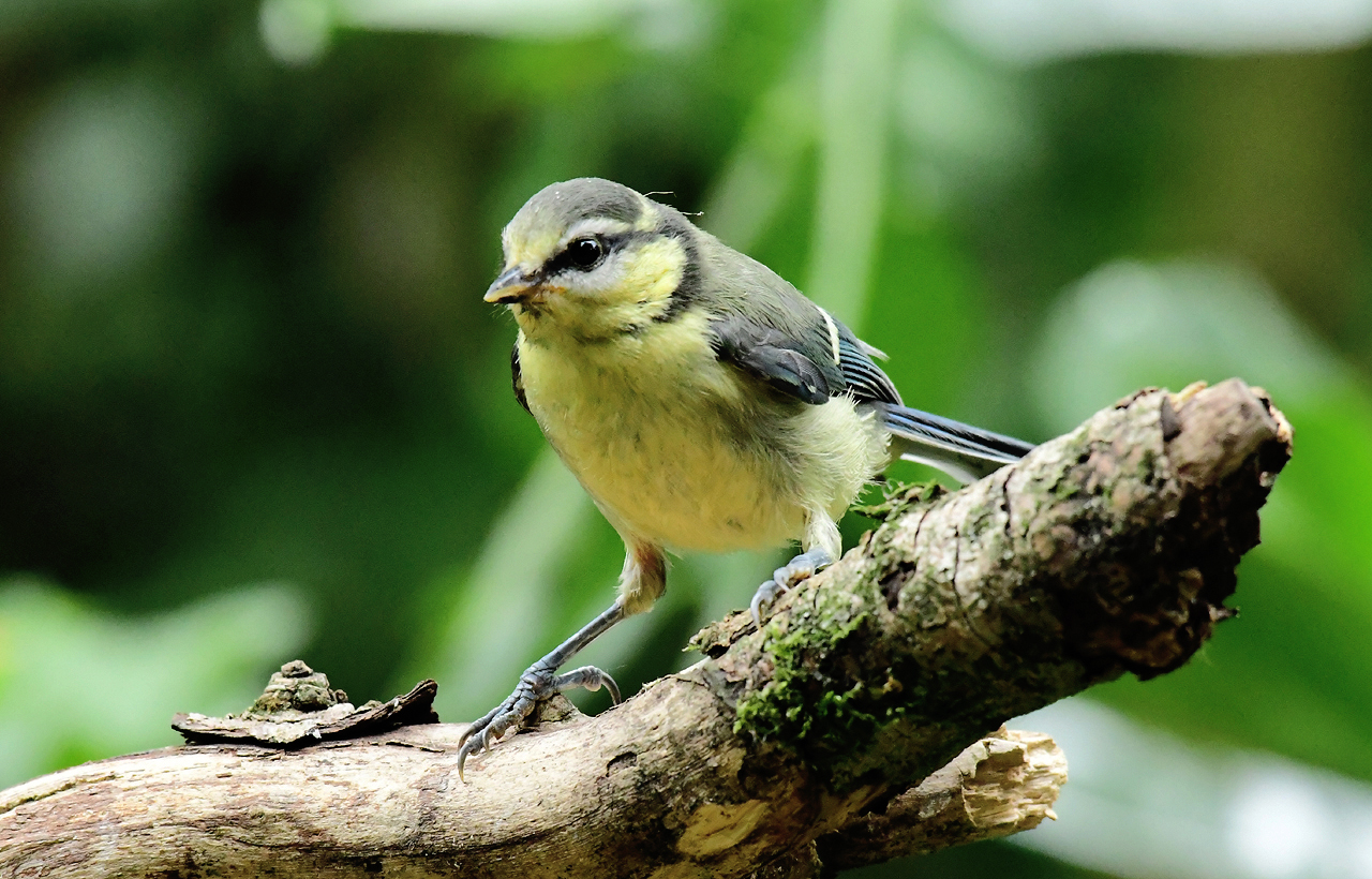 Jozef van der Heijden - Natuurfotografie: De Pimpelmees juveniel