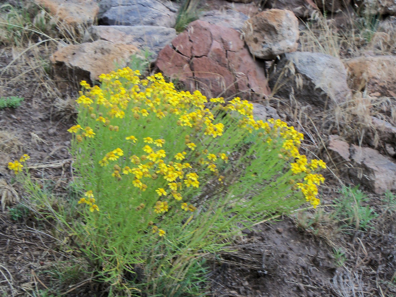 Tumbleweed Crossing: Wild Flowers in the Mountains