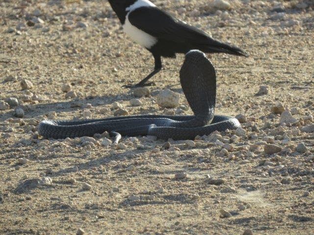 memorable meanders: Phenomenal sighting