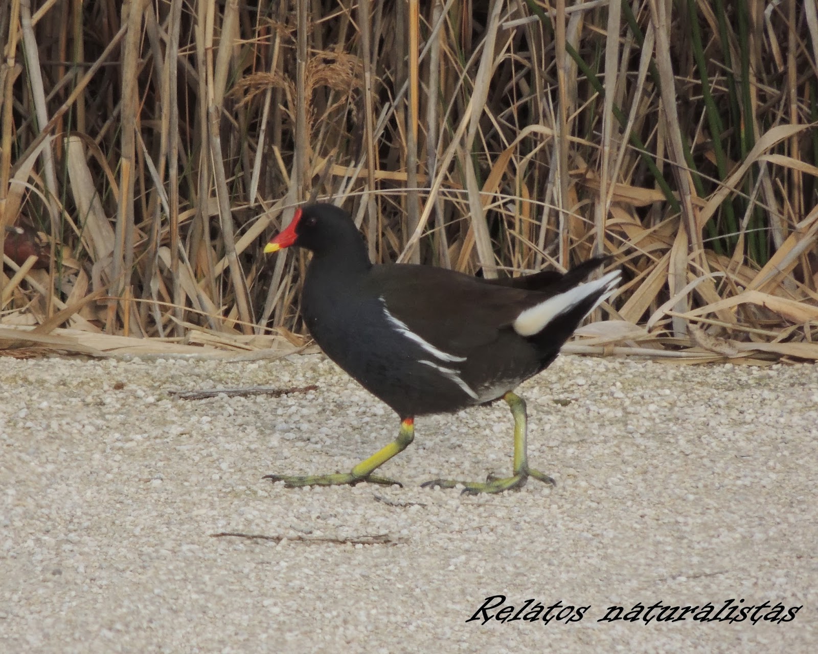 Relatos Naturalistas: El MEANDRO DE RANILLAS (ZARAGOZA).