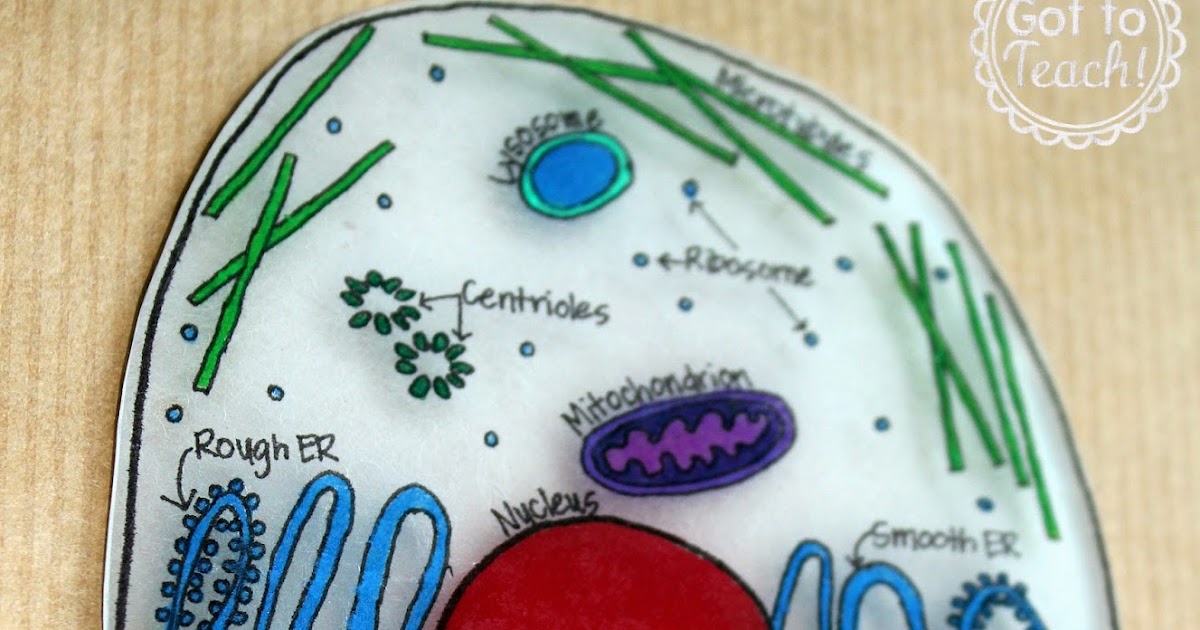 7Th Grade Labeled Plant Cell Model : Teaching Science With Lynda Fun ...