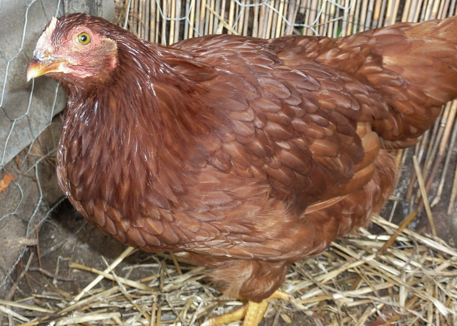 Mountain Wildlife: It's that crazy chook lady again.....!