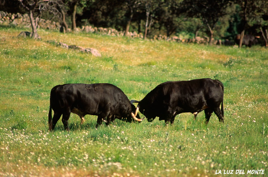 la luz del monte: LAS DEHESAS DEL TORO BRAVO.