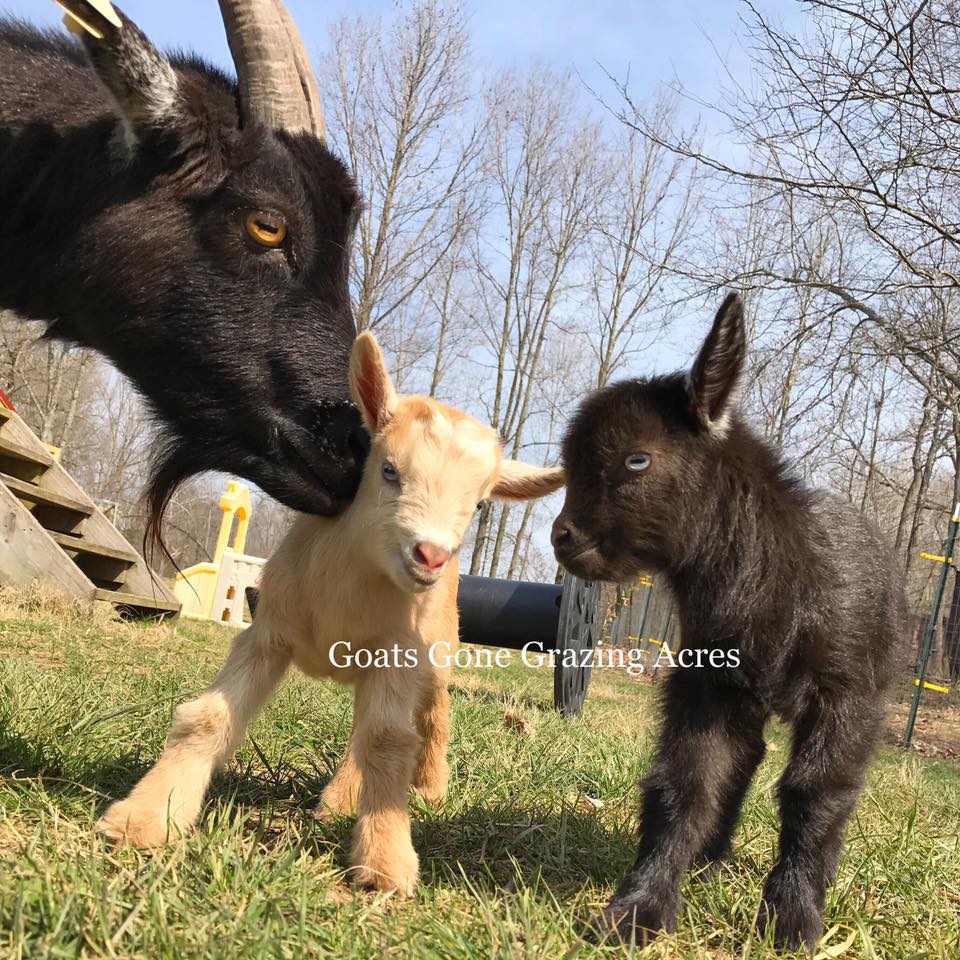 Goats Gone Grazing Acres