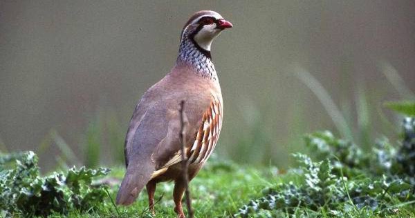 histiore et culture patrimoine d' Ain kermès : Opération de ...