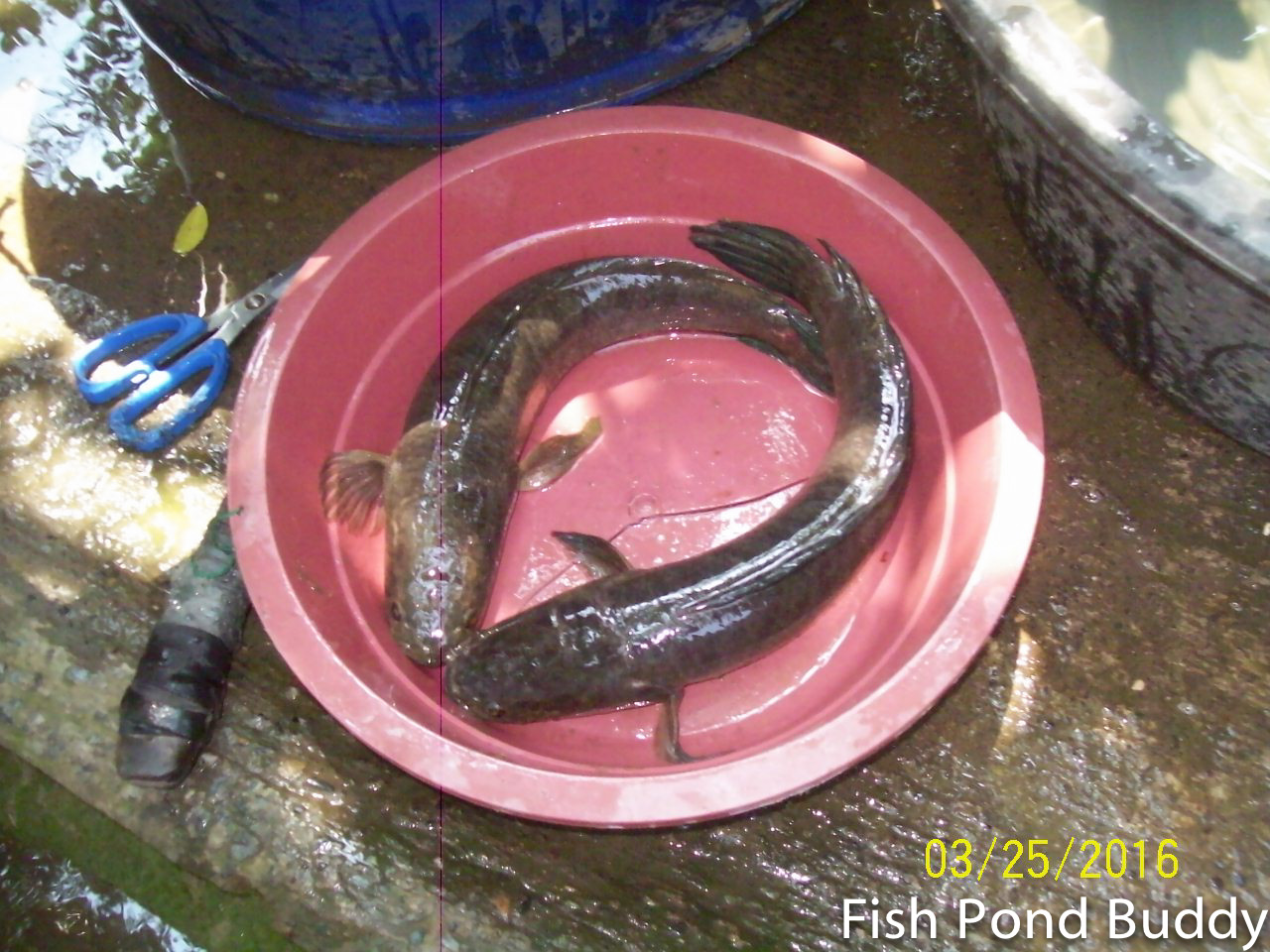 Fish Pond Buddy: How to Clean Mudfish ("Dalag")
