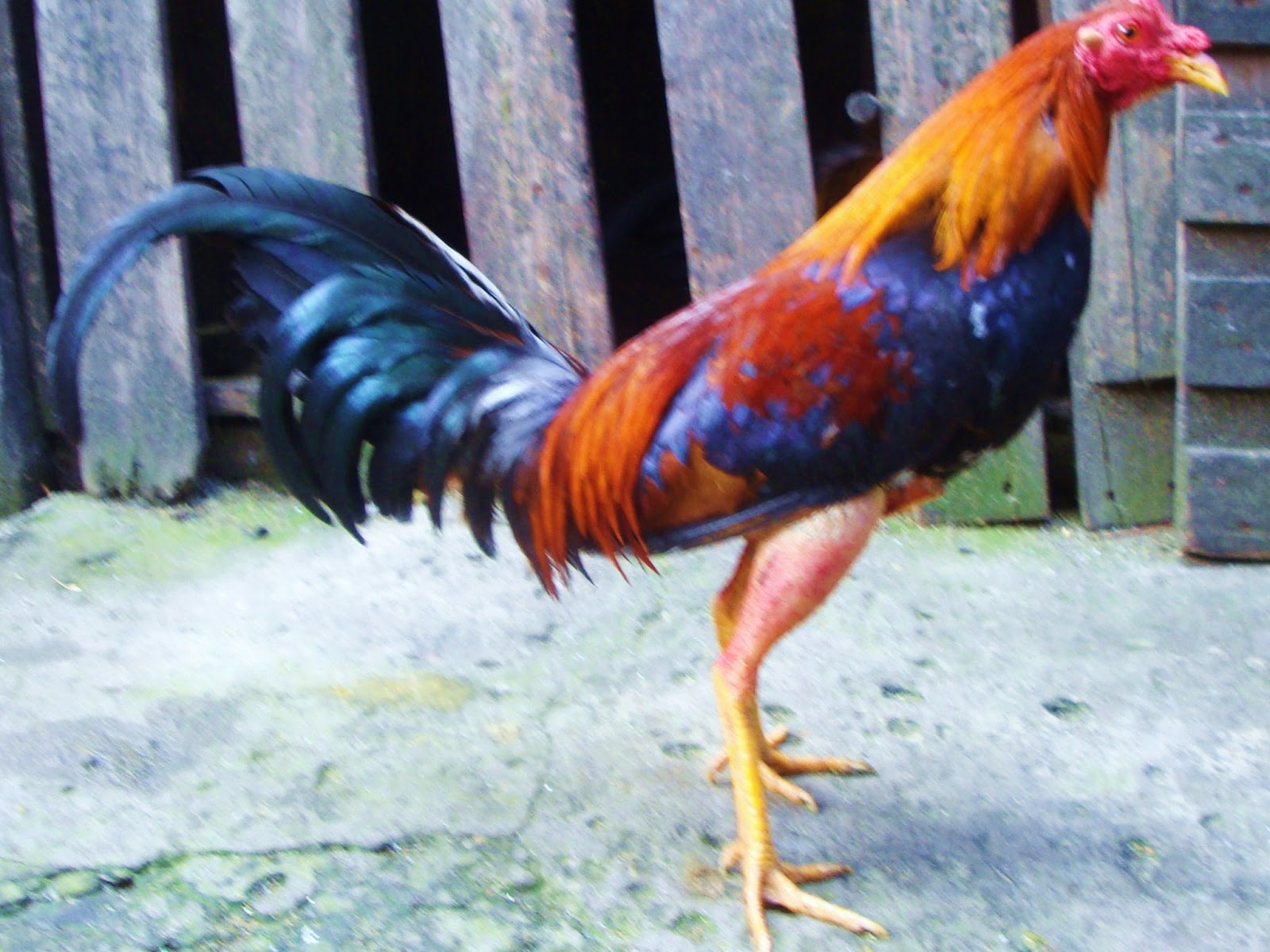 Disponibles para envio gallos Julio 2013