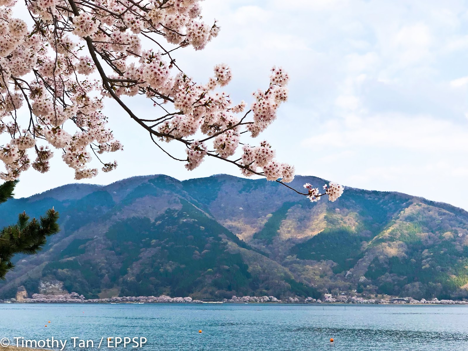 Japan, Takashima - Canopies of Sakura
