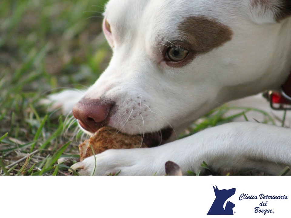 TIPS PARA MASCOTAS: ¿Qué es la coprofagia? CLÍNICA VETERINARIA DEL BOSQUE